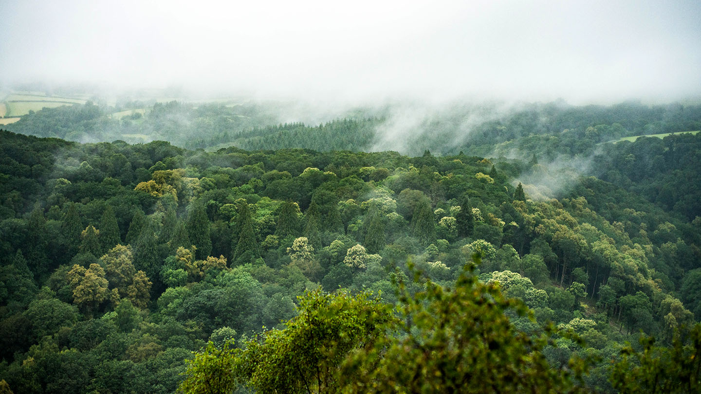 Ausewell Wood - Visit Woods - Woodland Trust