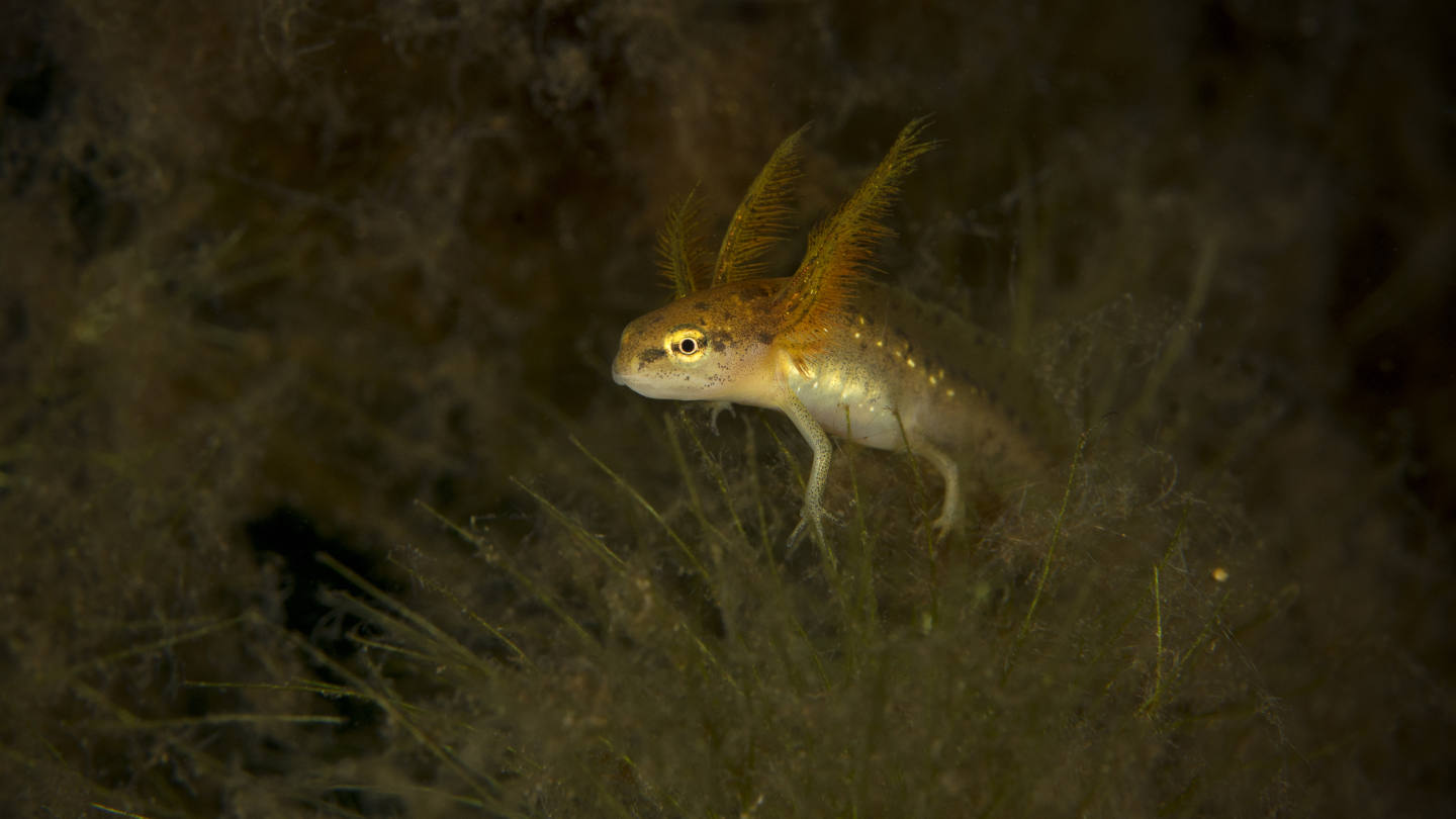 British Newts: An Identification Guide - Woodland Trust