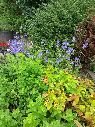 Longsight Park & Gardens - Woodland Trust