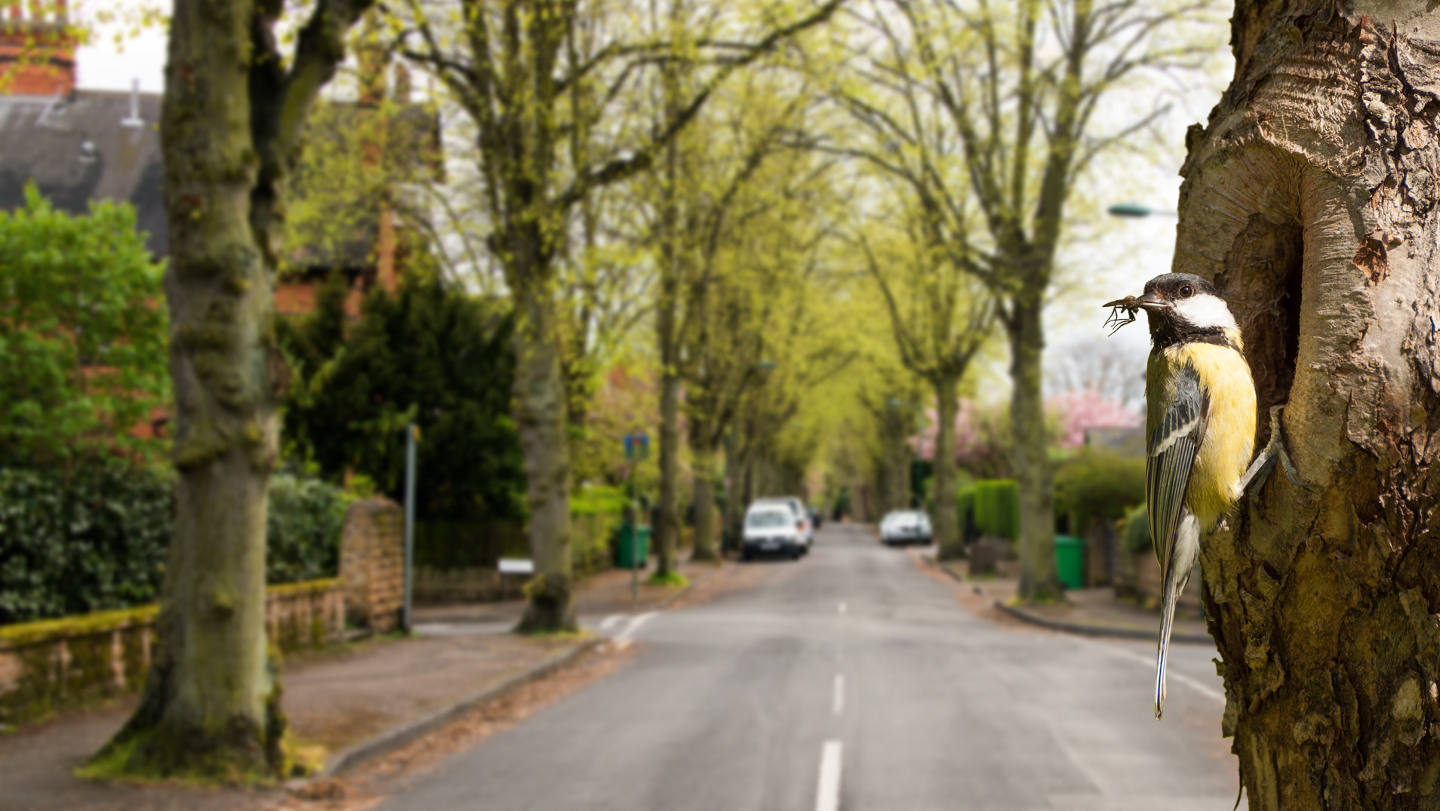 Benefits of Urban Trees: What They Do For Us - Woodland Trust