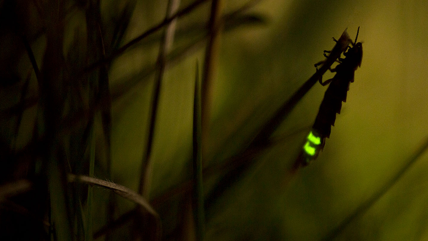 Glow-worm (Lampyris noctiluca) - Woodland Trust