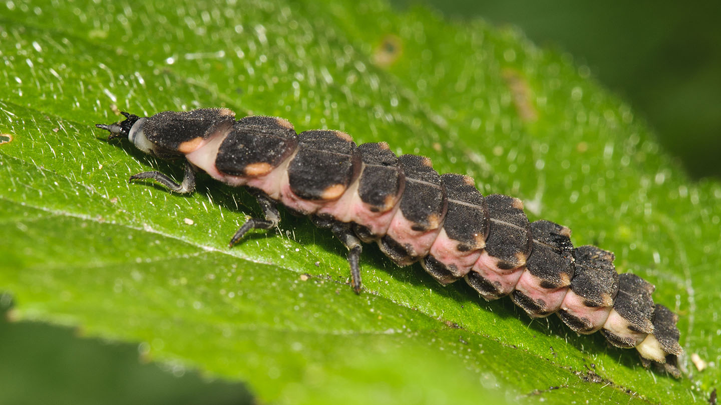 Glow-worm (Lampyris noctiluca) - Woodland Trust