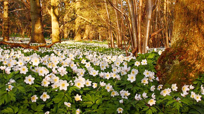 Guestling Wood - Woodland Trust