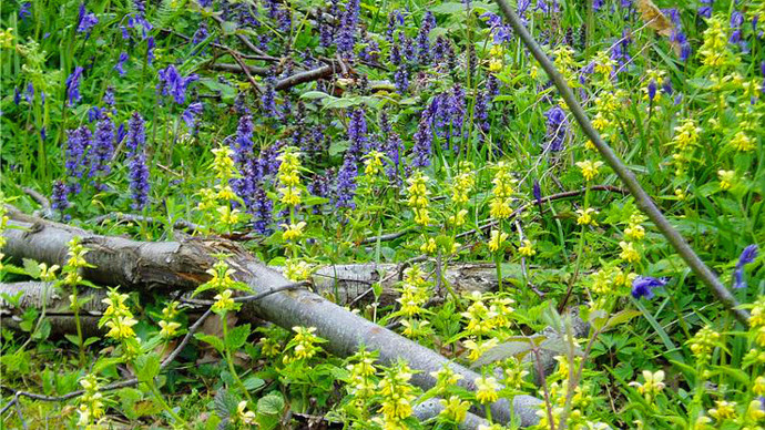 Guestling Wood - Woodland Trust