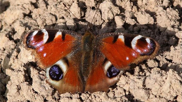 Guestling Wood - Woodland Trust