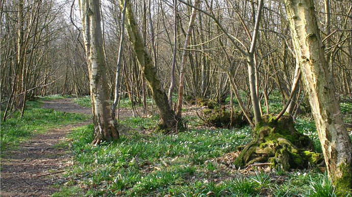 Guestling Wood - Woodland Trust