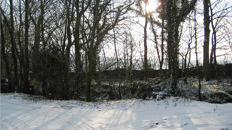 Scroggs Wood - Woodland Trust