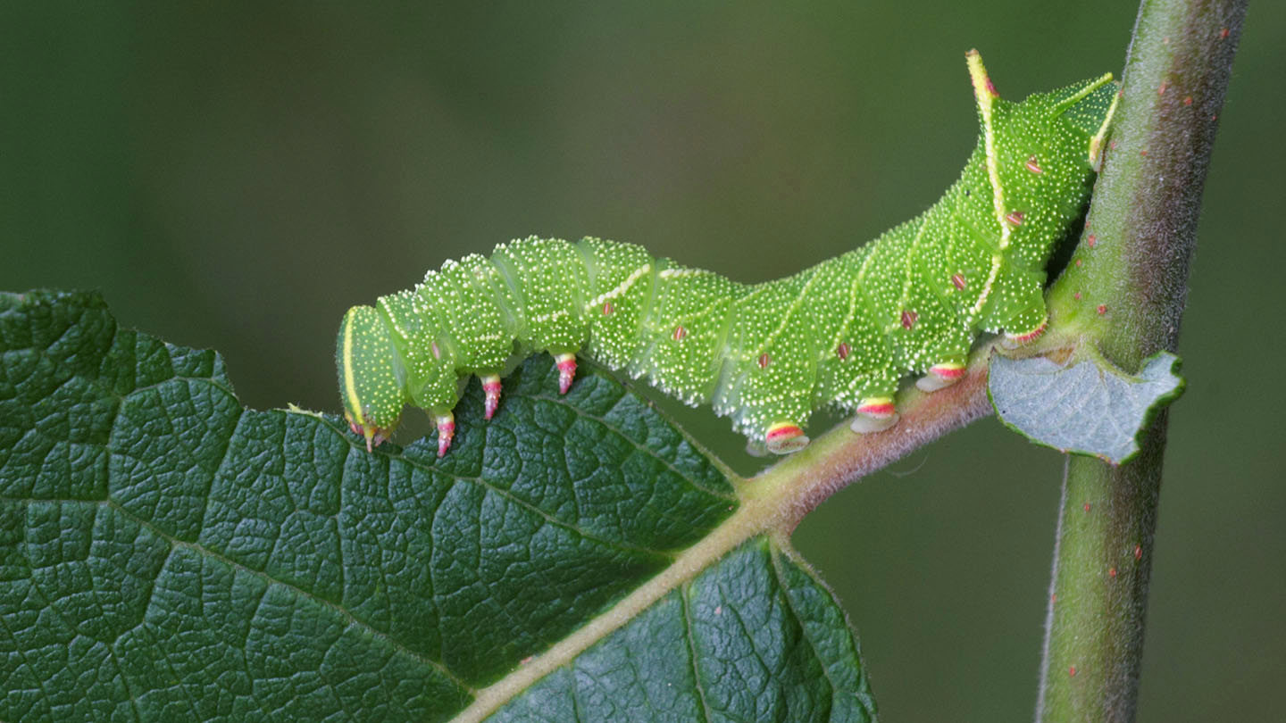 Hairy Caterpillar Identification: UK Species - Woodland Trust