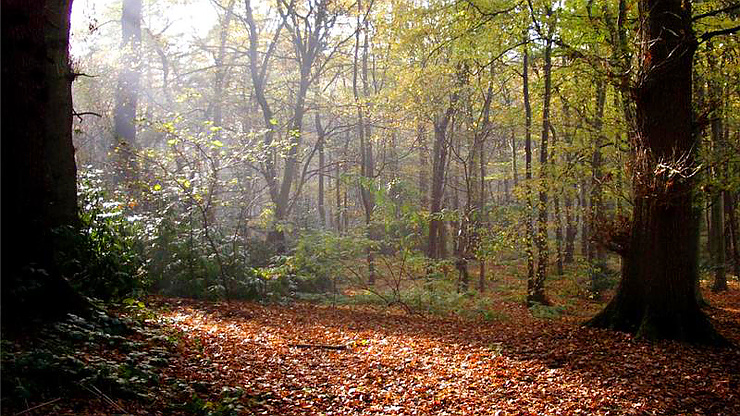 Himley Plantation - Woodland Trust