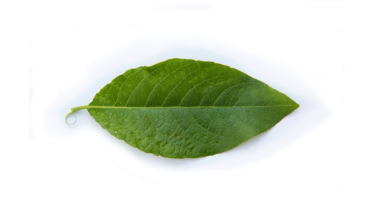Goat Willow (Salix caprea) - British Trees - Woodland Trust