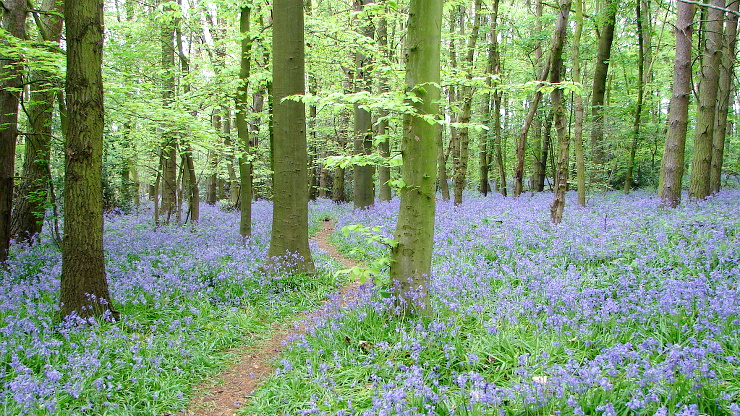 Oldmoor Wood - Woodland Trust