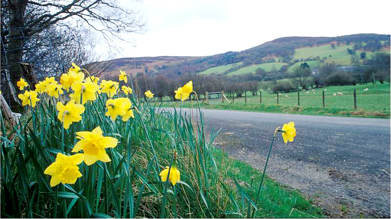 Coed Dolifor - Woodland Trust