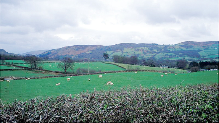 Coed Dolifor - Woodland Trust