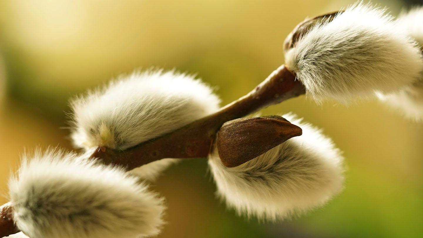 Bay Willow (Salix pentandra) - British Trees - Woodland Trust