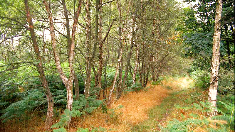 Pontburn Woods - Woodland Trust