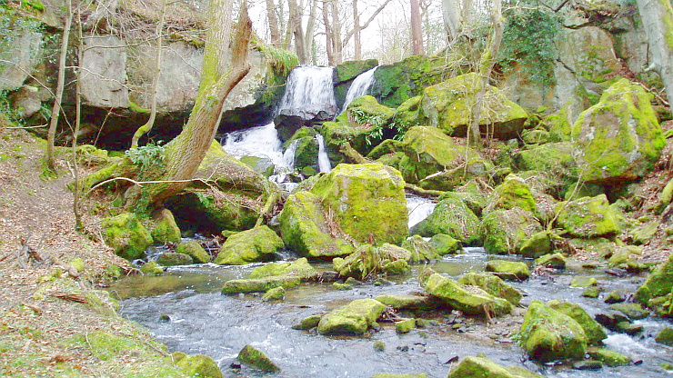 Pontburn Woods - Woodland Trust