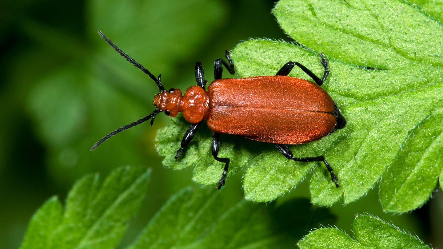 Red-Headed Cardinal Beetle (P. serraticornis) - Woodland Trust