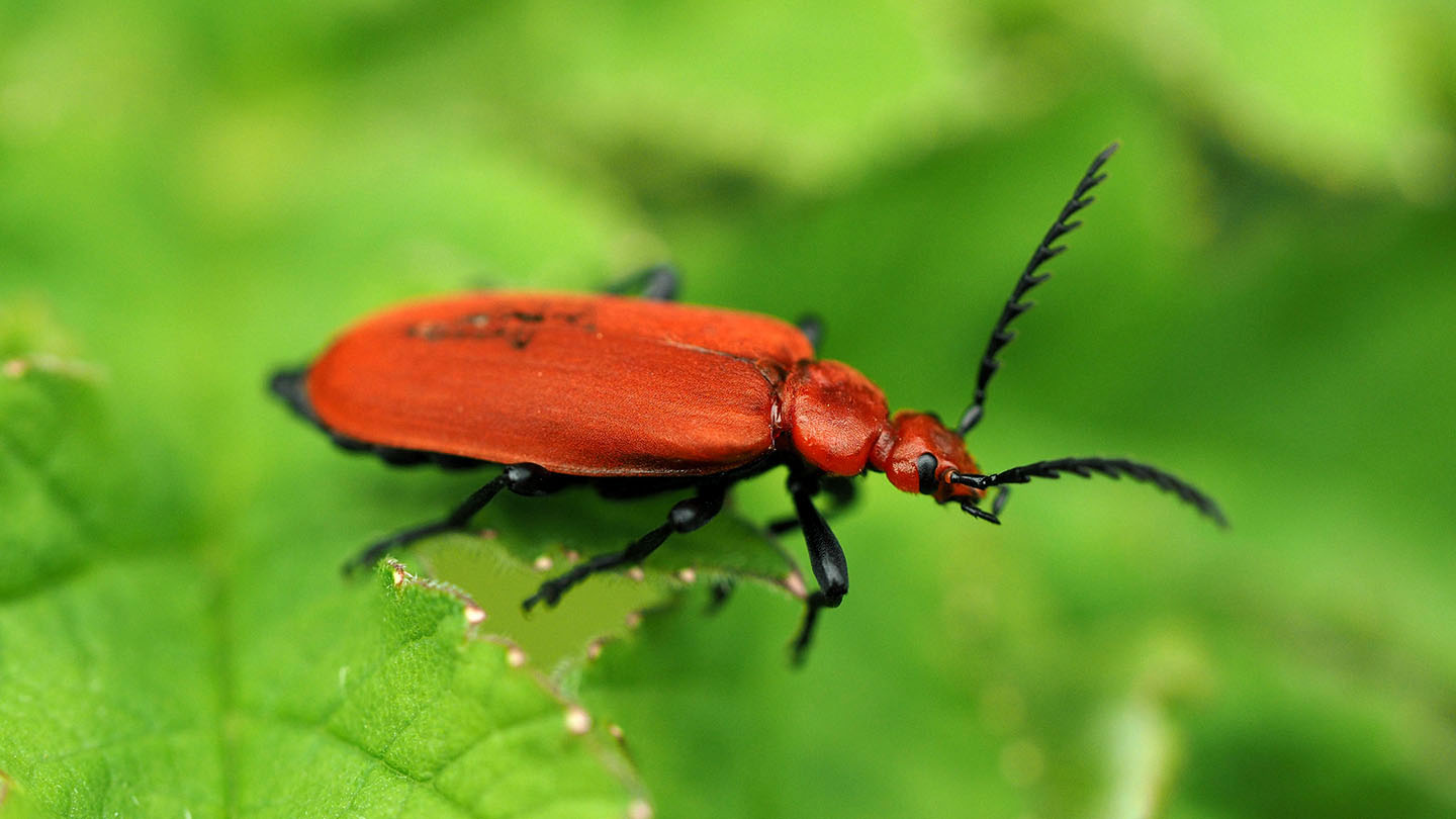 Red-Headed Cardinal Beetle (P. serraticornis) - Woodland Trust