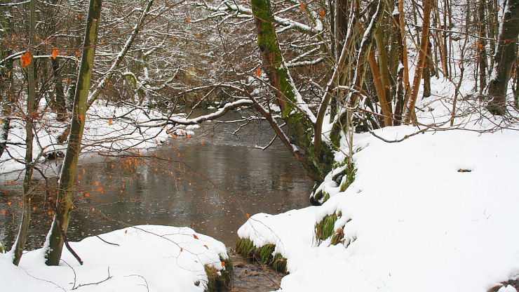 Hartburn Glebe - Woodland Trust