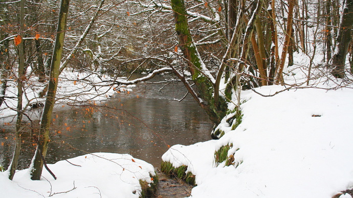 Hartburn Glebe - Woodland Trust