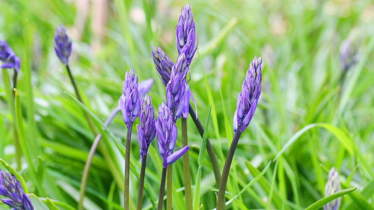 Hartburn Glebe - Woodland Trust