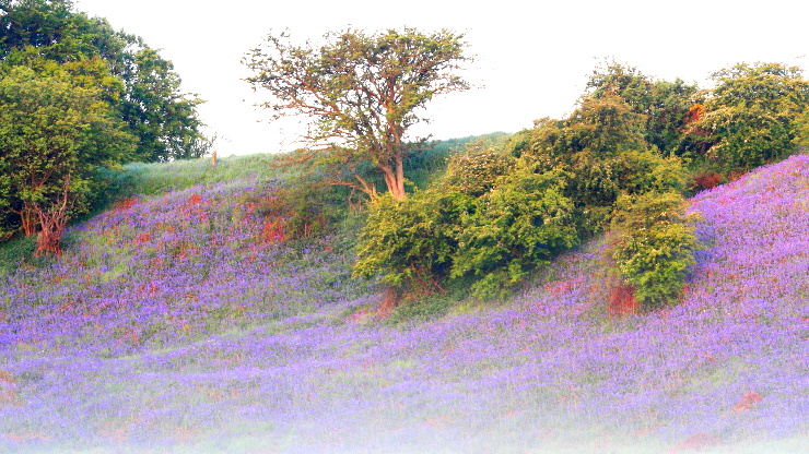 Hartburn Glebe - Woodland Trust