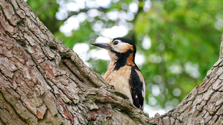 Hartburn Glebe - Woodland Trust