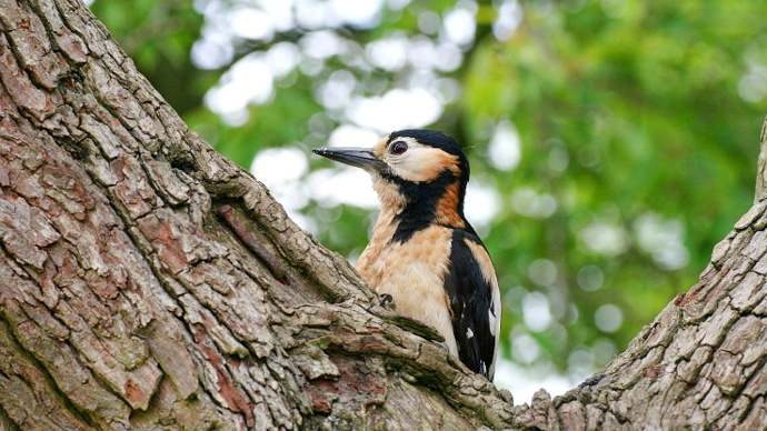 Hartburn Glebe - Woodland Trust