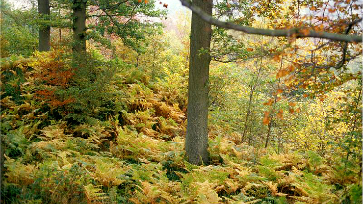 Hartburn Glebe - Woodland Trust