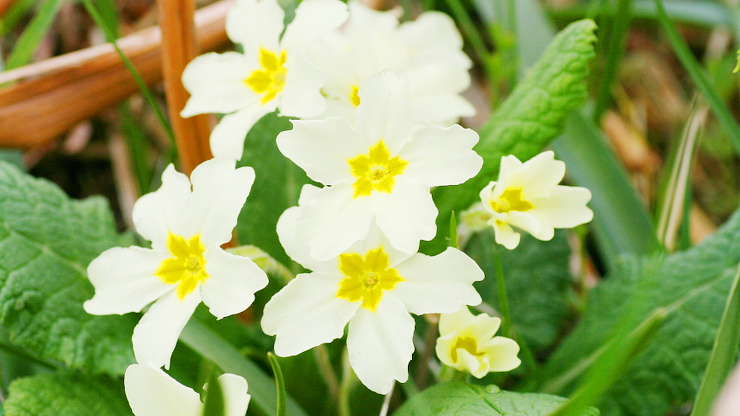 Hartburn Glebe - Woodland Trust