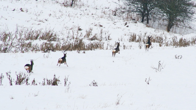 Hartburn Glebe - Woodland Trust