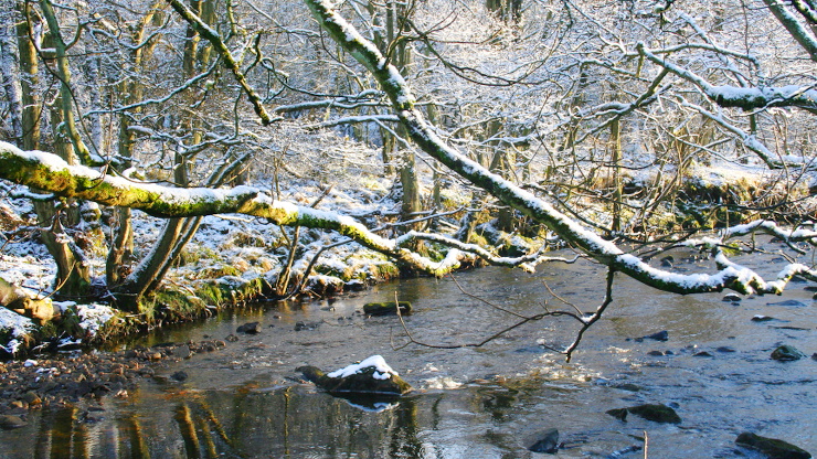 Hartburn Glebe - Woodland Trust