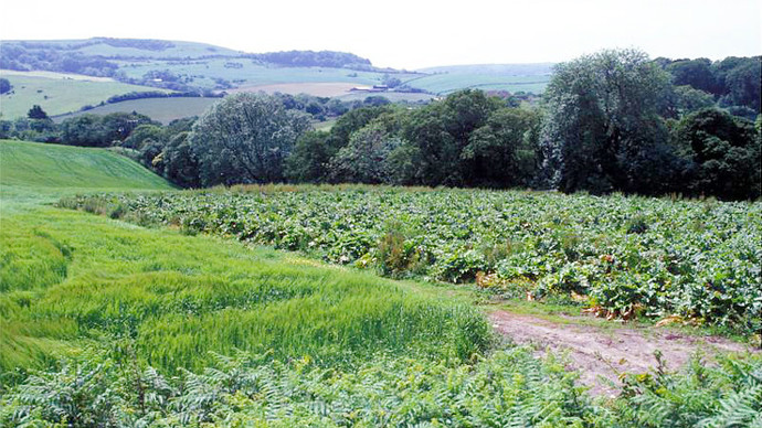 America Wood - Woodland Trust