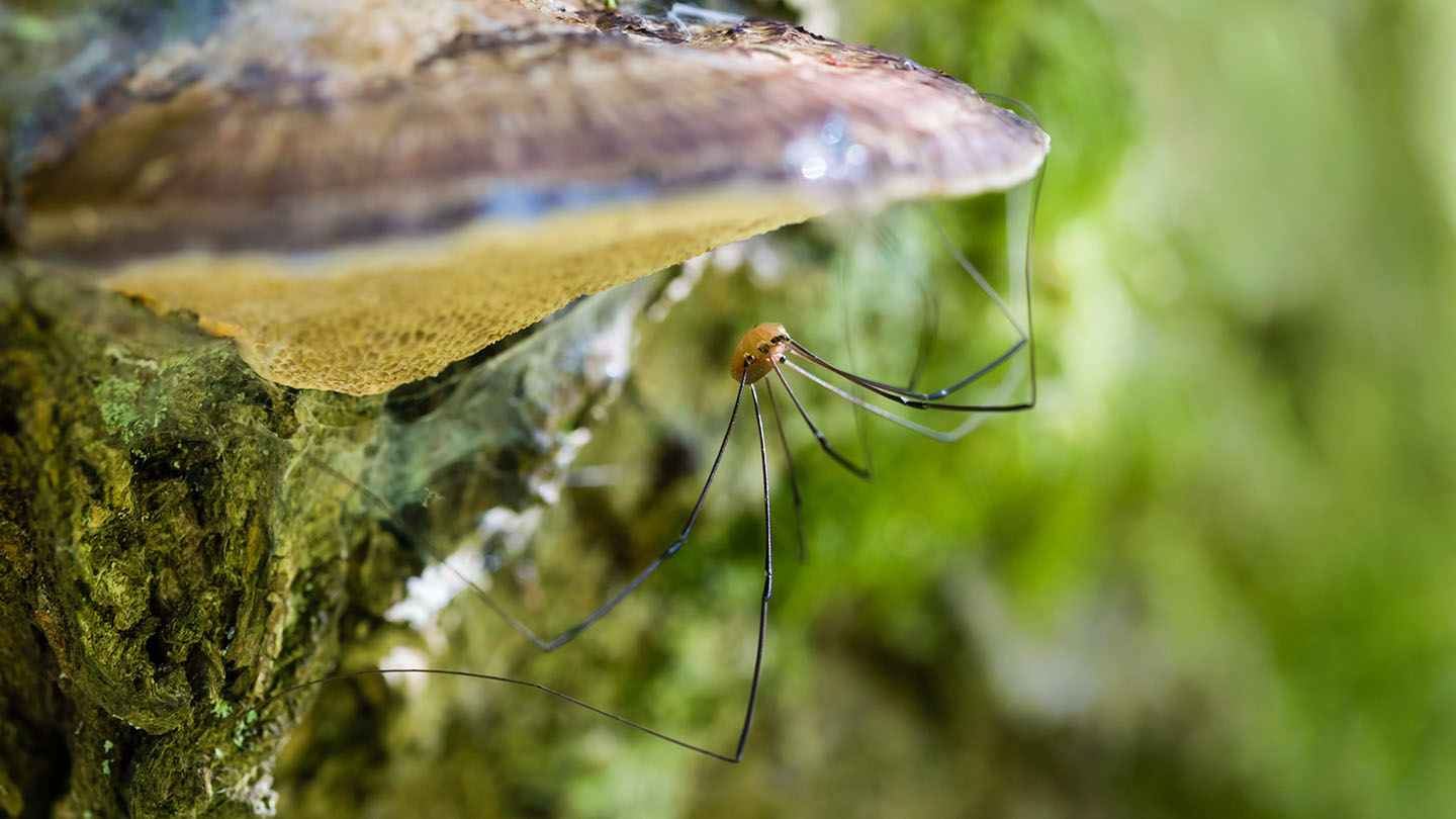 Harvestman (Leiobunum rotundum) - Woodland Trust