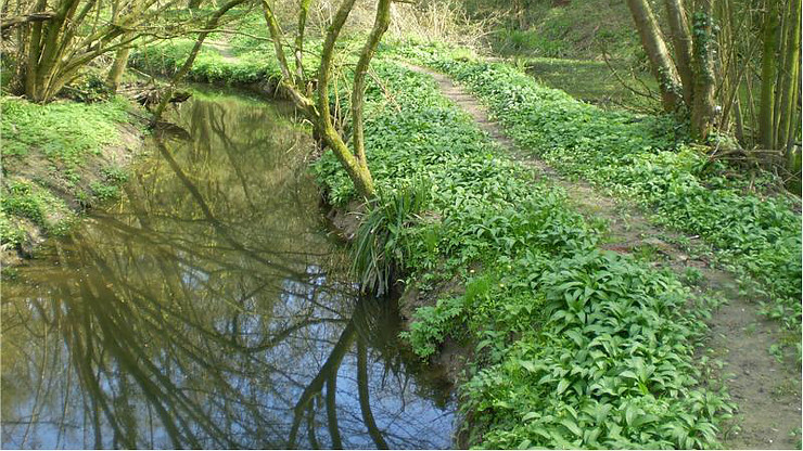 Coney Wood - Woodland Trust