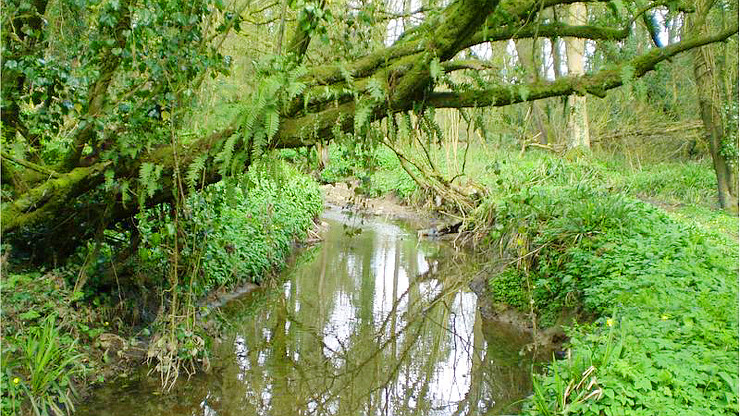 Coney Wood - Woodland Trust