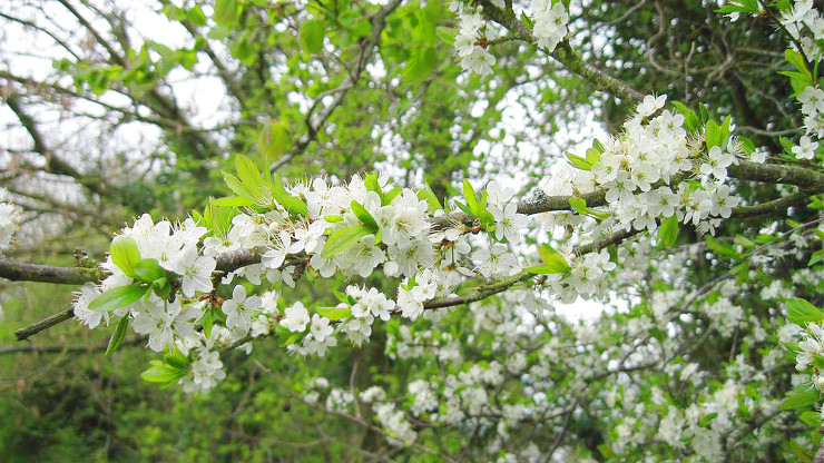 Rectory Field - Woodland Trust