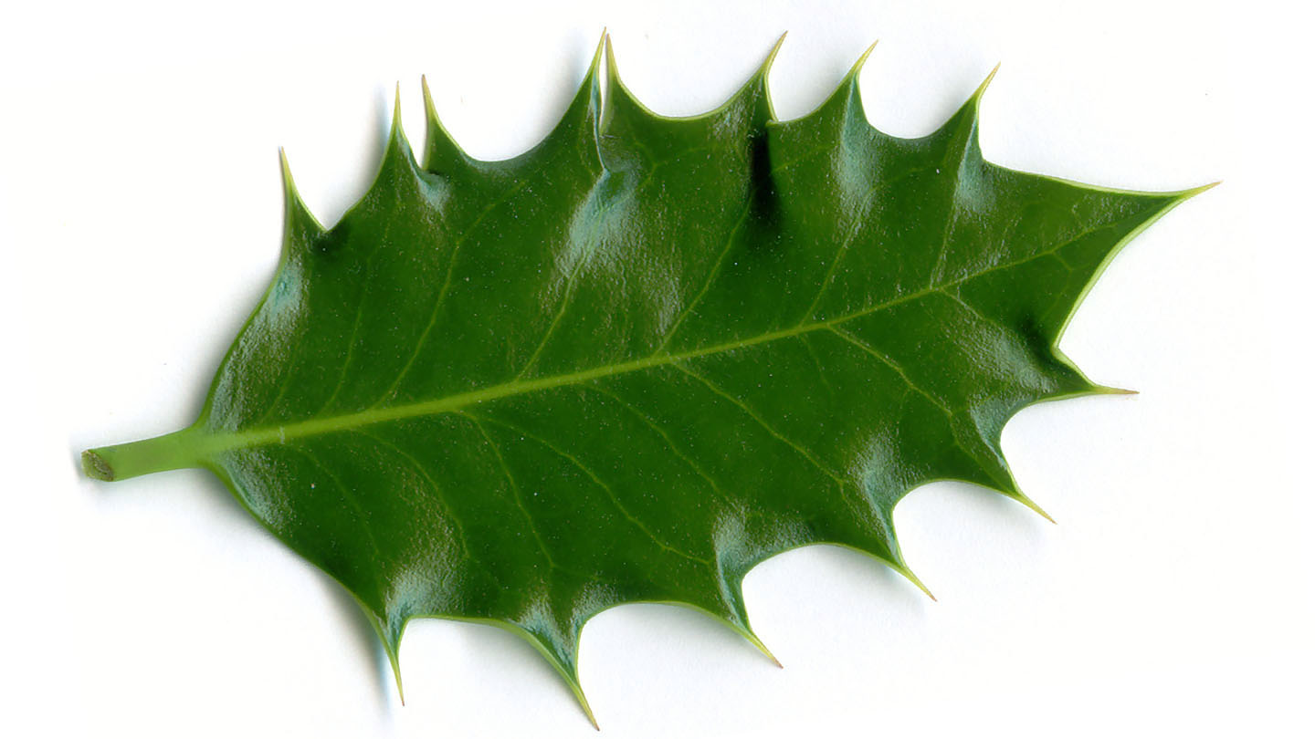 Holly (Ilex aquifolium) - British Trees - Woodland Trust