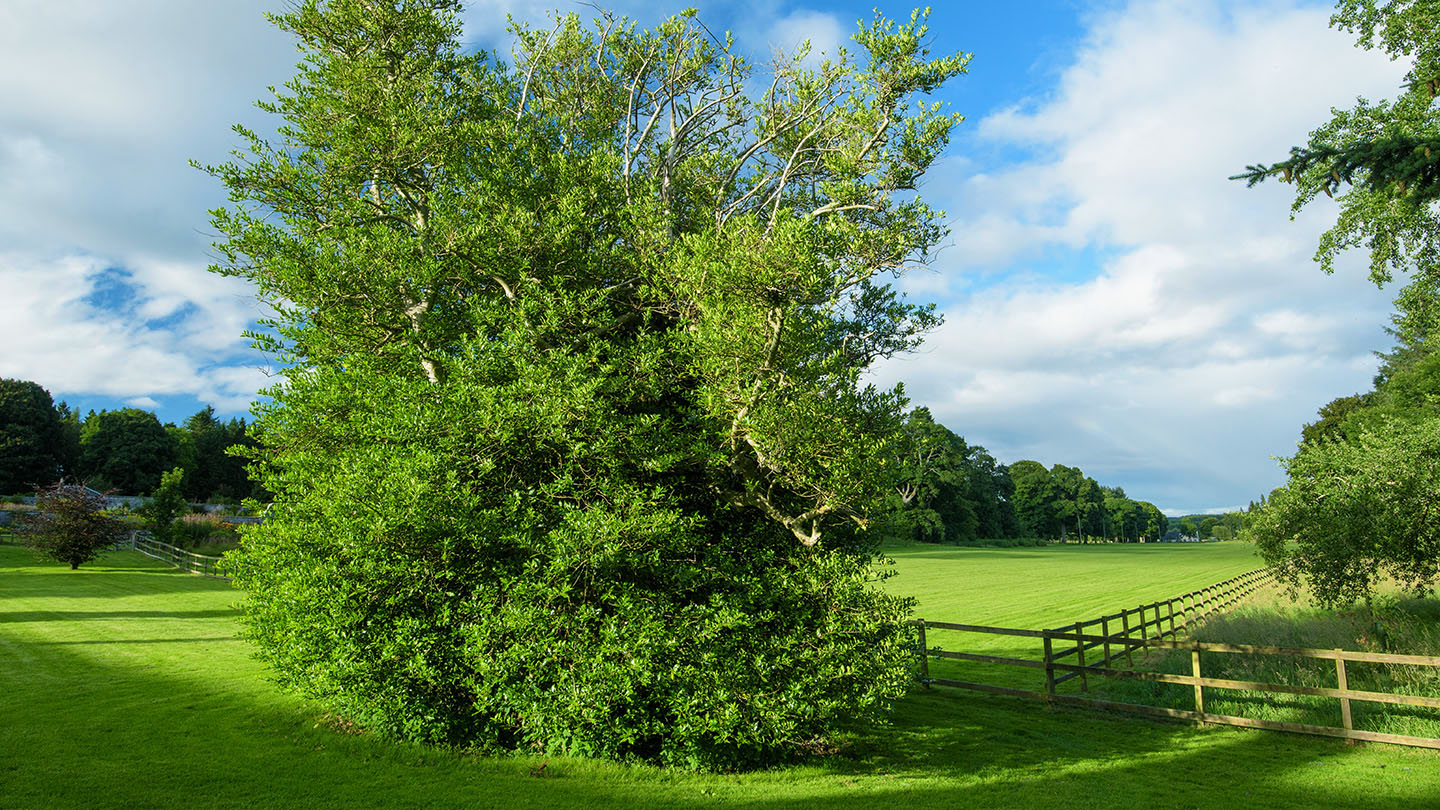 Holly (Ilex aquifolium) - British Trees - Woodland Trust