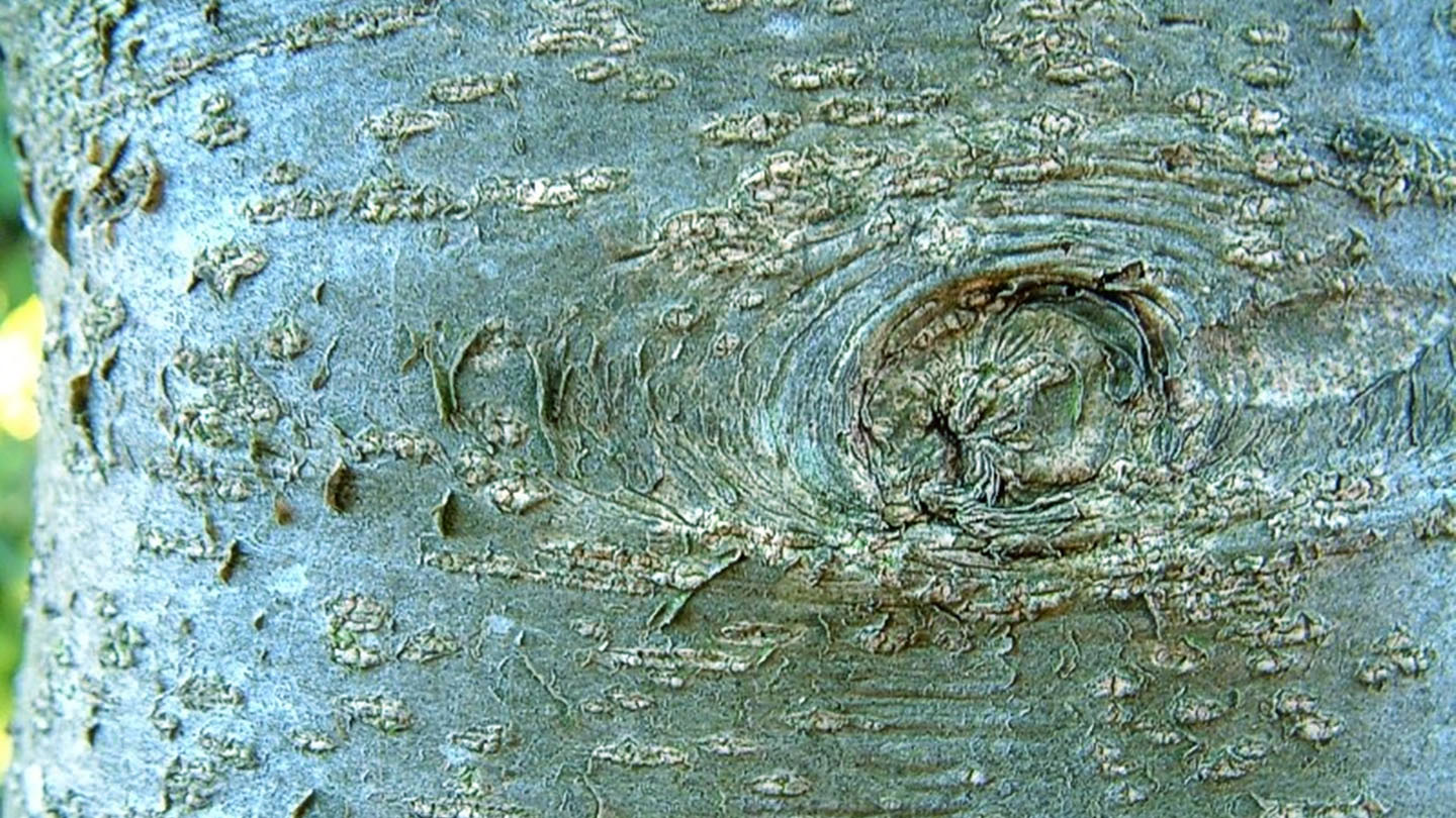 Holly (Ilex aquifolium) - British Trees - Woodland Trust