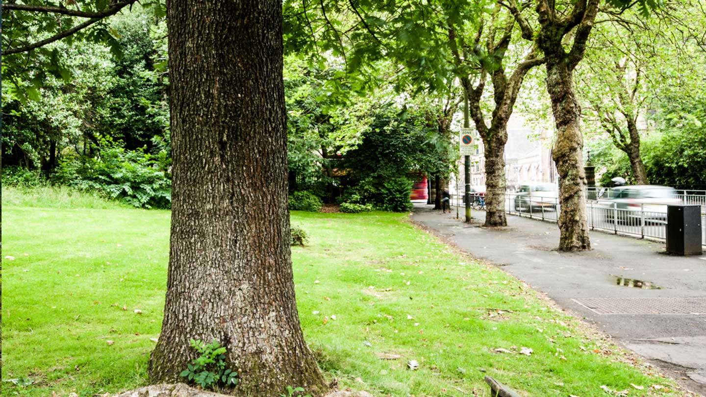 Tree of the Year - Woodland Trust