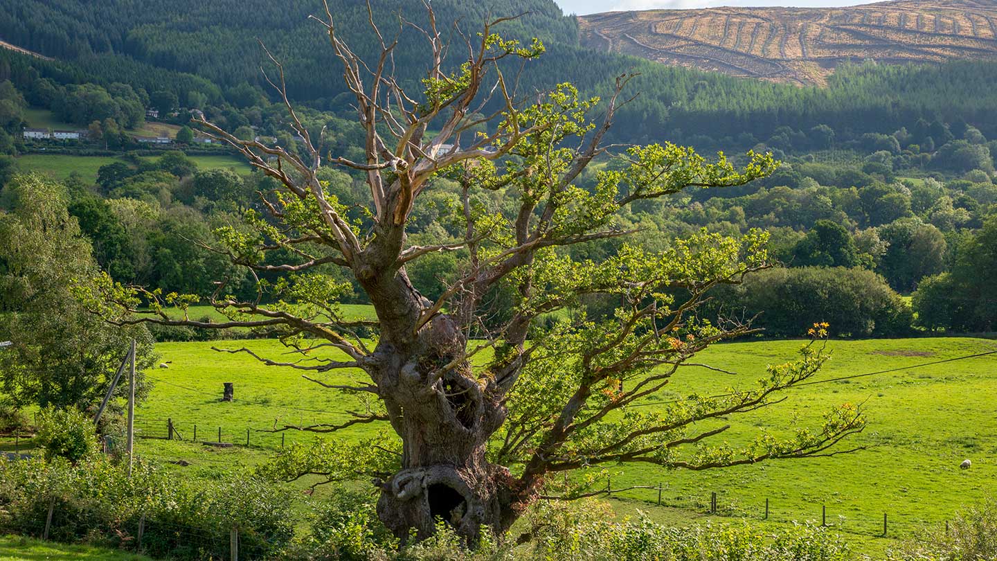 Tree of the Year - Woodland Trust