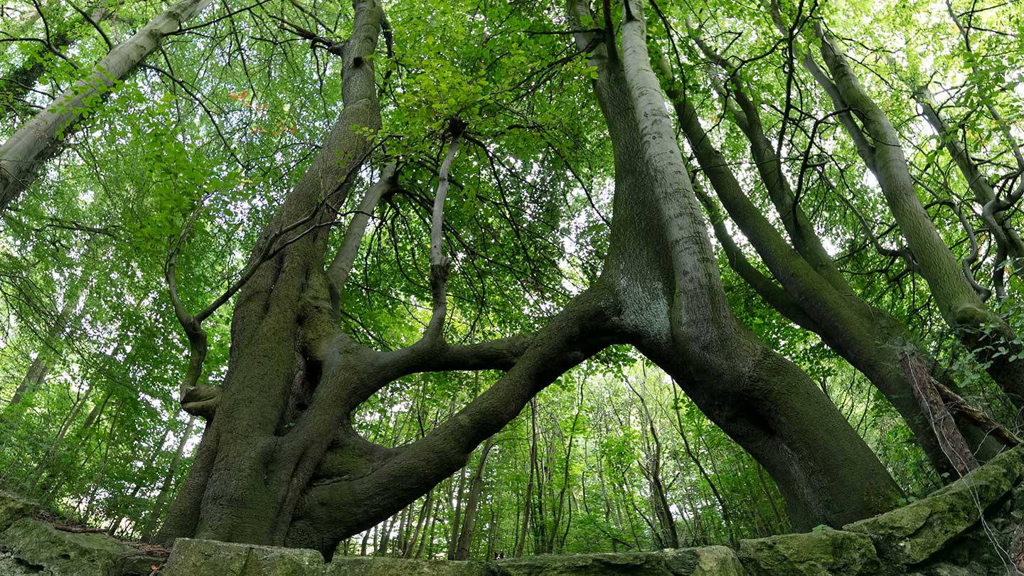 Tree of the Year - Woodland Trust