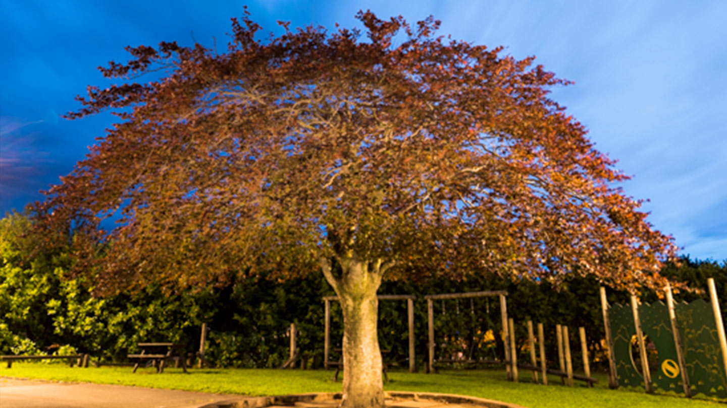 Tree of the Year - Woodland Trust