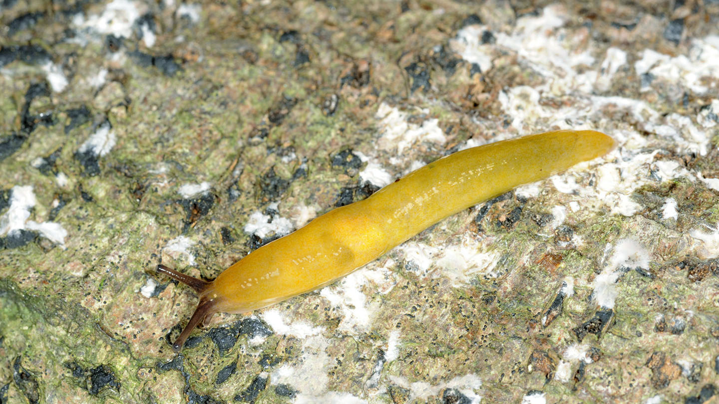 Lemon Slug (Malacolimax tenellus) - Woodland Trust