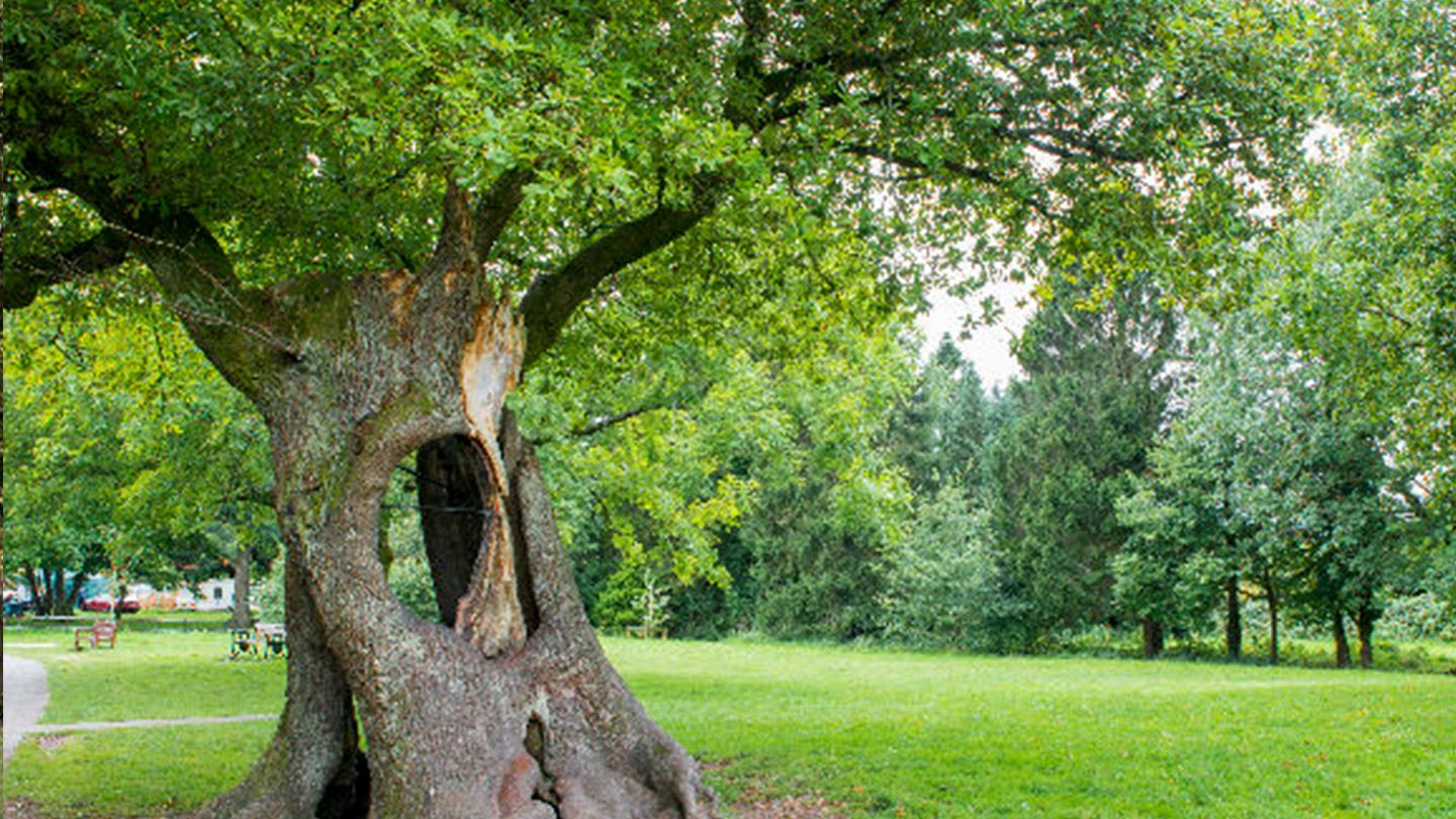 Tree of the Year - Woodland Trust