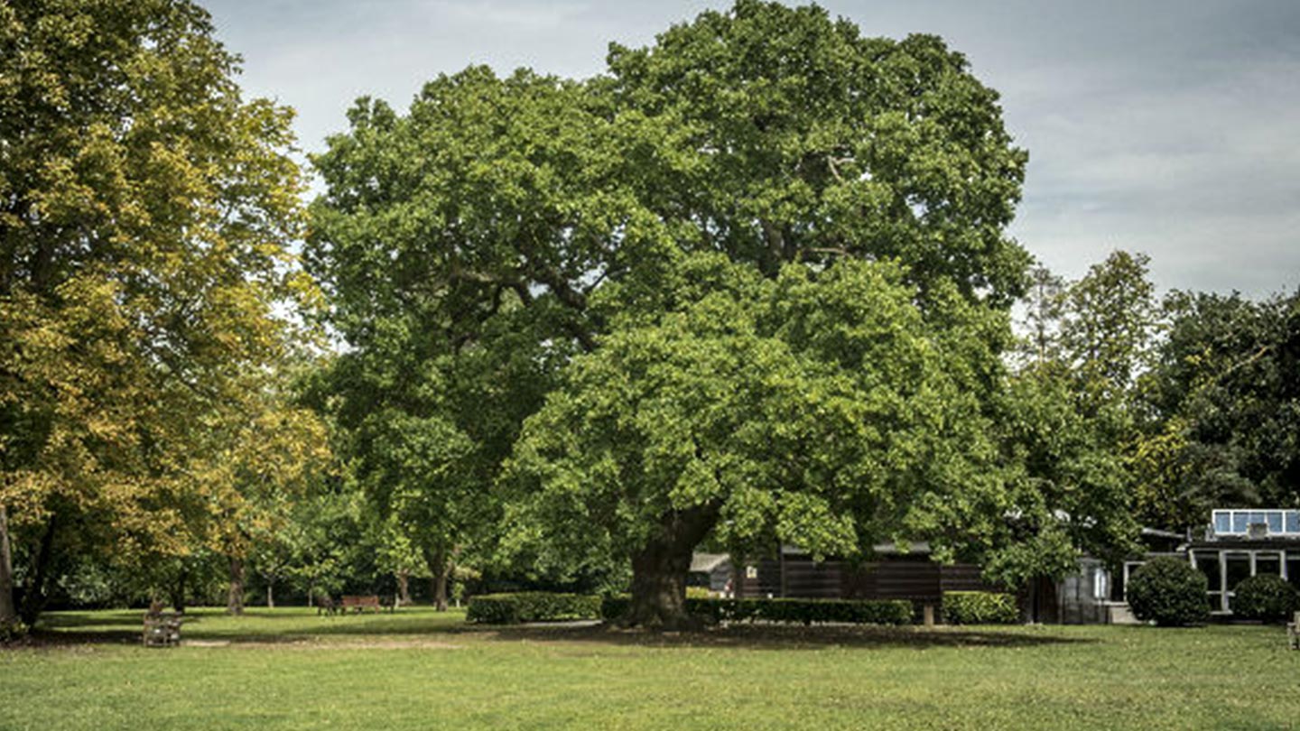 Tree of the Year - Woodland Trust