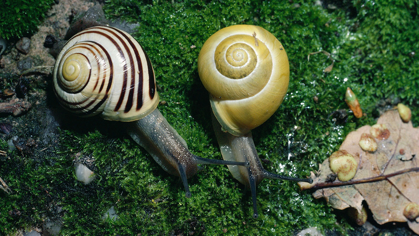 White-Lipped Snail (Cepea hortensis) - Woodland Trust