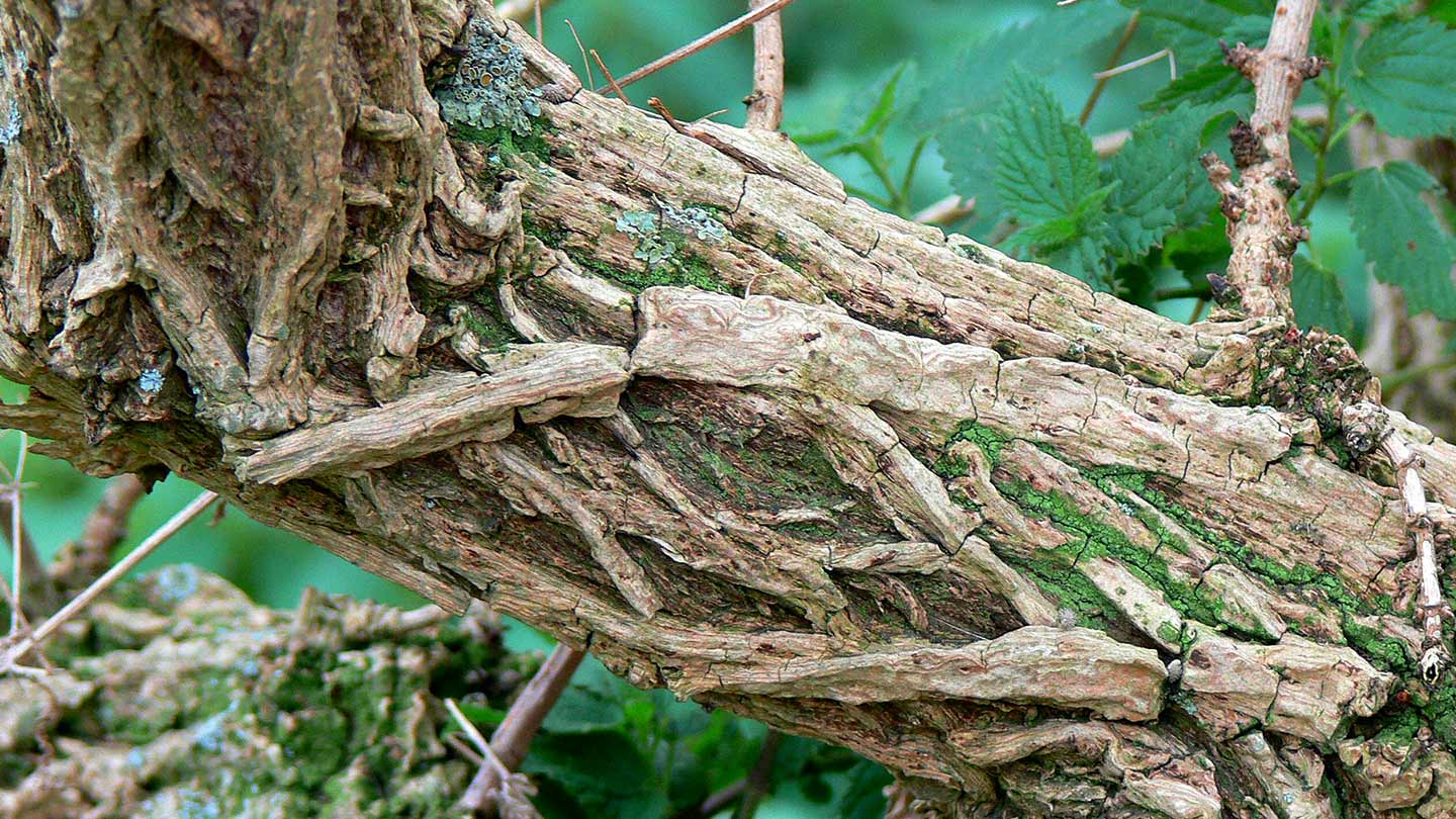How to Identify and Use Elderflower - Woodland Trust