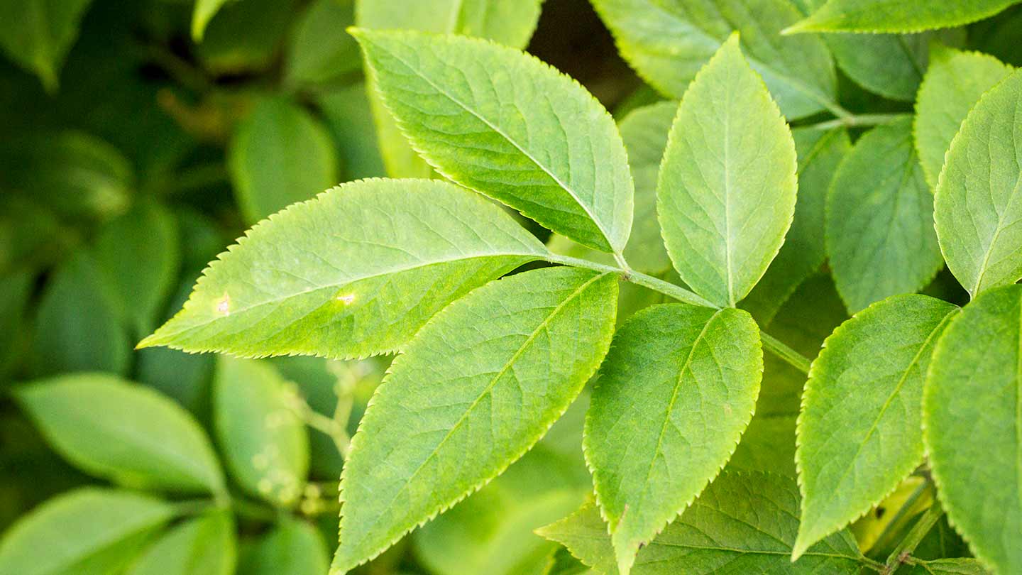 How to Identify and Use Elderflower - Woodland Trust